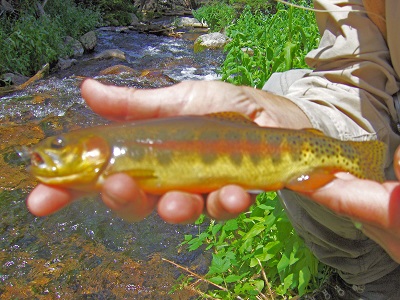 The Golden Trout of Lightning Lake - oldtroutadventures